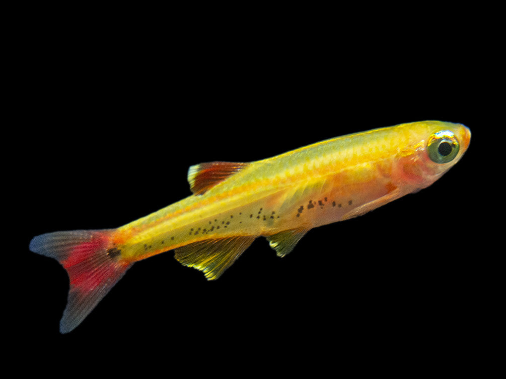 Gold White Cloud Mountain Minnow (Tanichthys albonubes) - Aquatic Arts