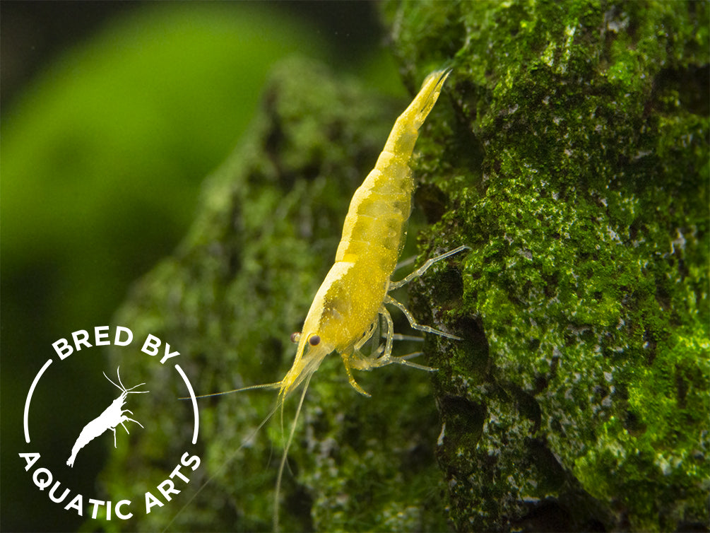 Golden Back Yellow Shrimp (Neocaridina davidi), BREDBY: Aquatic Arts