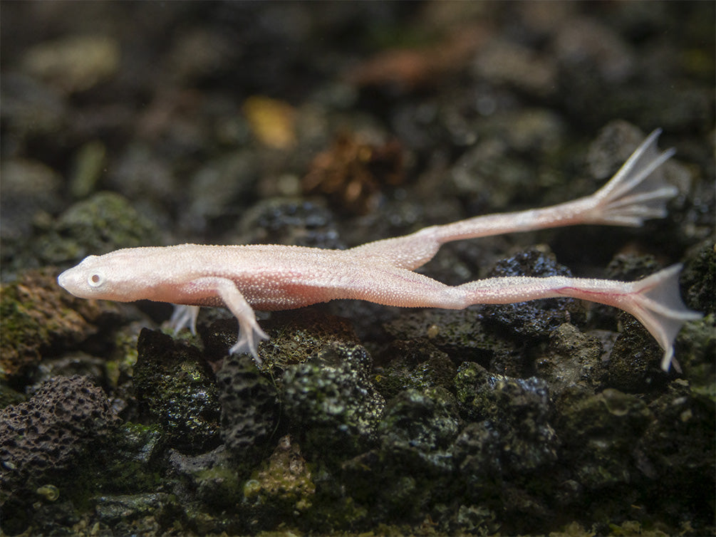 Golden Dwarf African Frog (Hymenochirus curtipes) - Aquatic Arts on ...