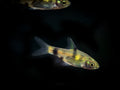 Golden Dwarf Barb (Pethia gelius), Tank-Bred! - Aquatic Arts