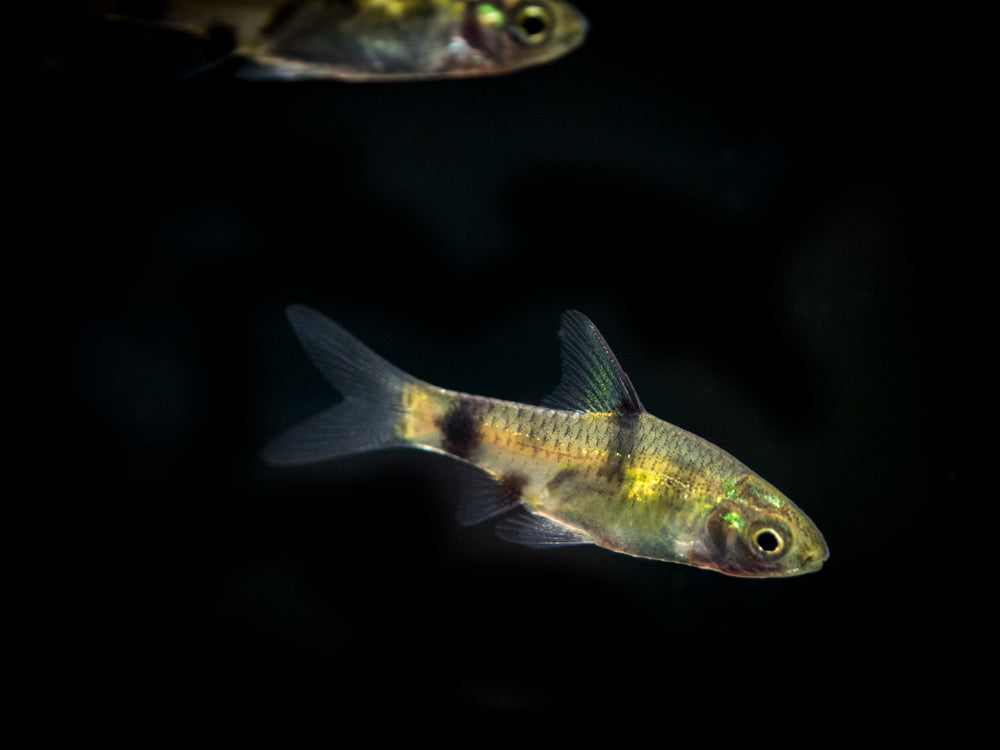 Golden Dwarf Barb (Pethia gelius), Tank-Bred! - Aquatic Arts
