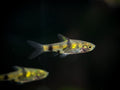 Golden Dwarf Barb (Pethia gelius), Tank-Bred! - Aquatic Arts