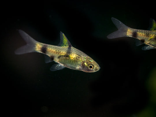 Golden Dwarf Barb (Pethia gelius), Tank-Bred! - Aquatic Arts