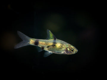 Golden Dwarf Barb (Pethia gelius), Tank-Bred! - Aquatic Arts