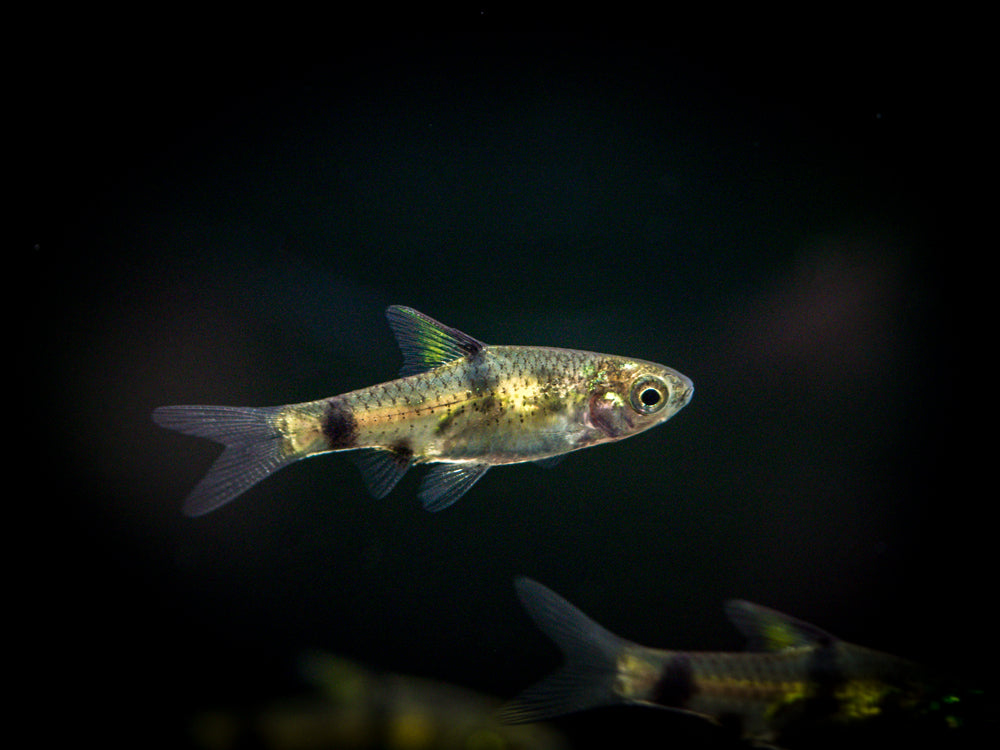 Golden Dwarf Barb (Pethia gelius), Tank-Bred! - Aquatic Arts