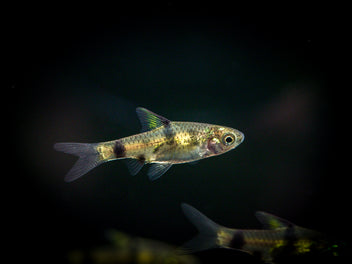 Golden Dwarf Barb (Pethia gelius), Tank-Bred! - Aquatic Arts