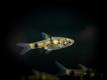 Golden Dwarf Barb (Pethia gelius), Tank-Bred! - Aquatic Arts