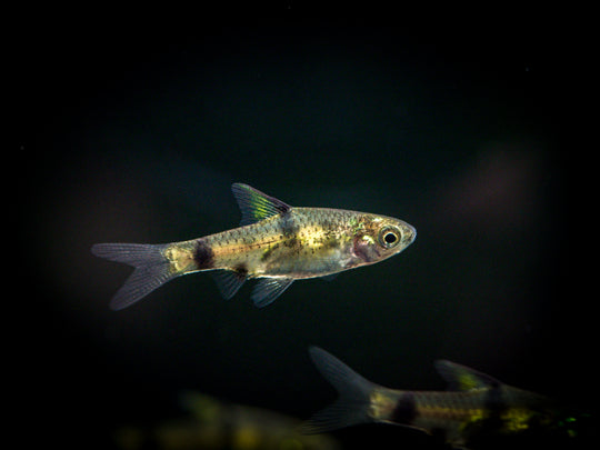 Golden Dwarf Barb (Pethia gelius), Tank-Bred! - Aquatic Arts