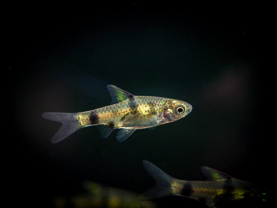 Golden Dwarf Barb (Pethia gelius), Tank-Bred! - Aquatic Arts