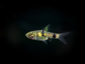 Golden Dwarf Barb (Pethia gelius), Tank-Bred! - Aquatic Arts