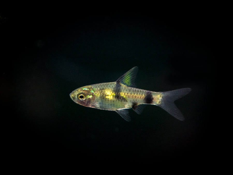 Golden Dwarf Barb (Pethia gelius), Tank-Bred! - Aquatic Arts