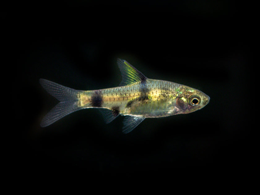 Shrimp Safe Fish (all shrimp) – Aquatic Arts