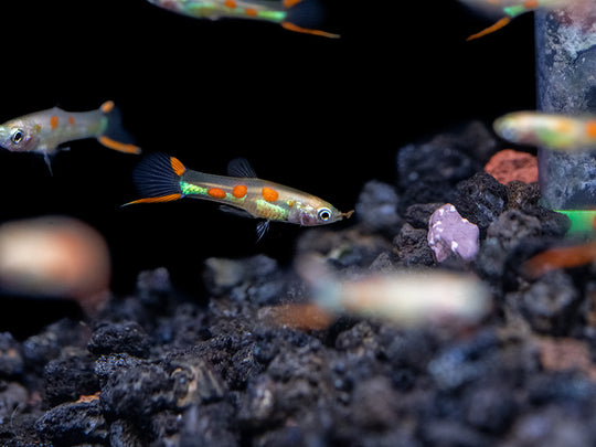 Golden Endler’s Livebearer (Poecilia wingei) - Aquatic Arts