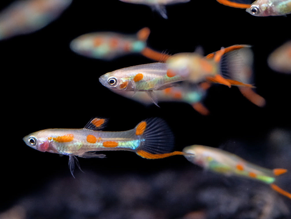 Golden Endler’s Livebearer (Poecilia wingei) - Aquatic Arts