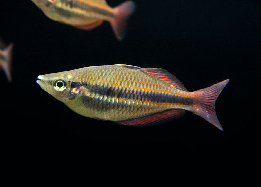 Goyder River Rainbowfish (Melanotaenia trifasciata) - Aquatic Arts