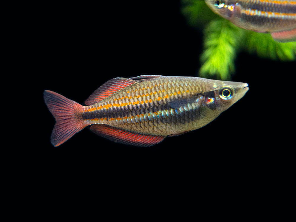 Goyder River Rainbowfish (Melanotaenia trifasciata) - Aquatic Arts on ...