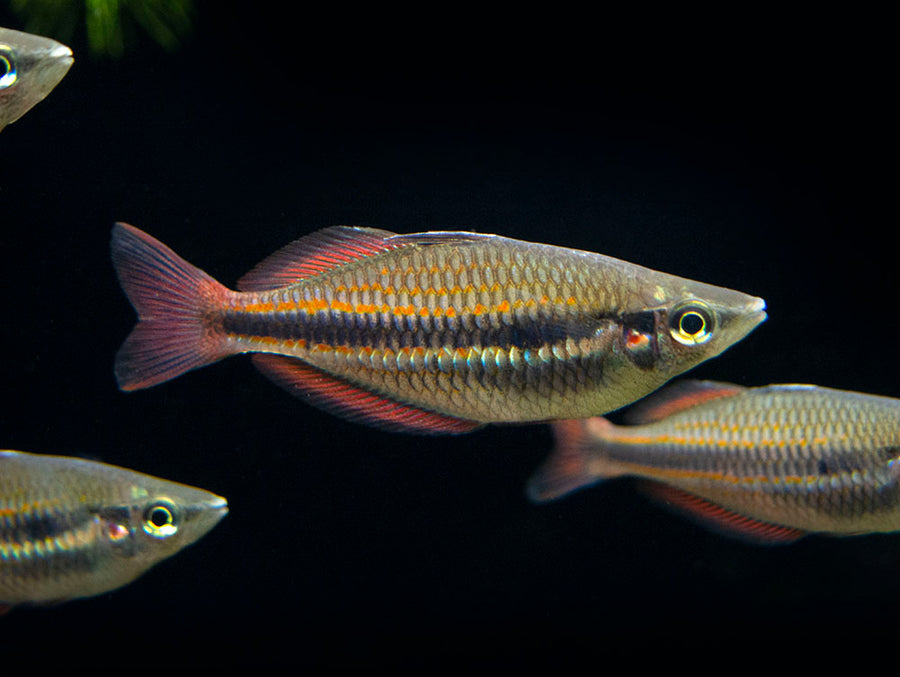 Goyder River Rainbowfish (Melanotaenia trifasciata) - Aquatic Arts