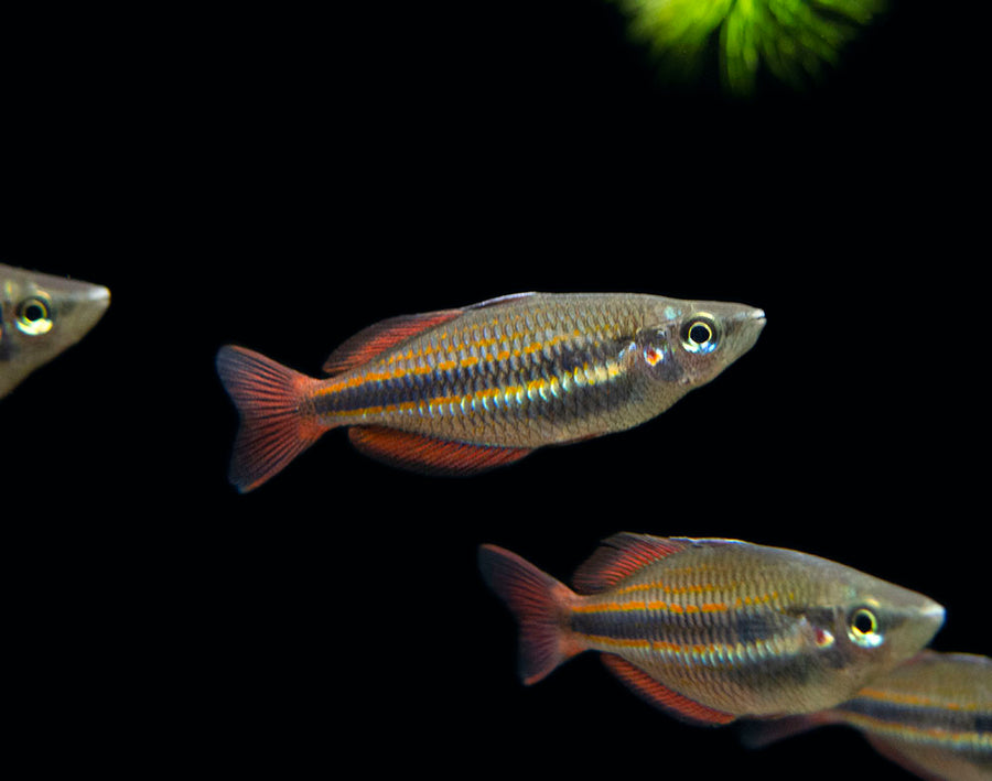 Goyder River Rainbowfish (Melanotaenia trifasciata) - Aquatic Arts
