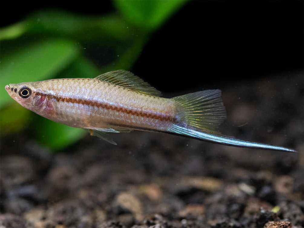 Green Swordtail (Xiphophorus helleri), Tank-Bred! - Aquatic Arts