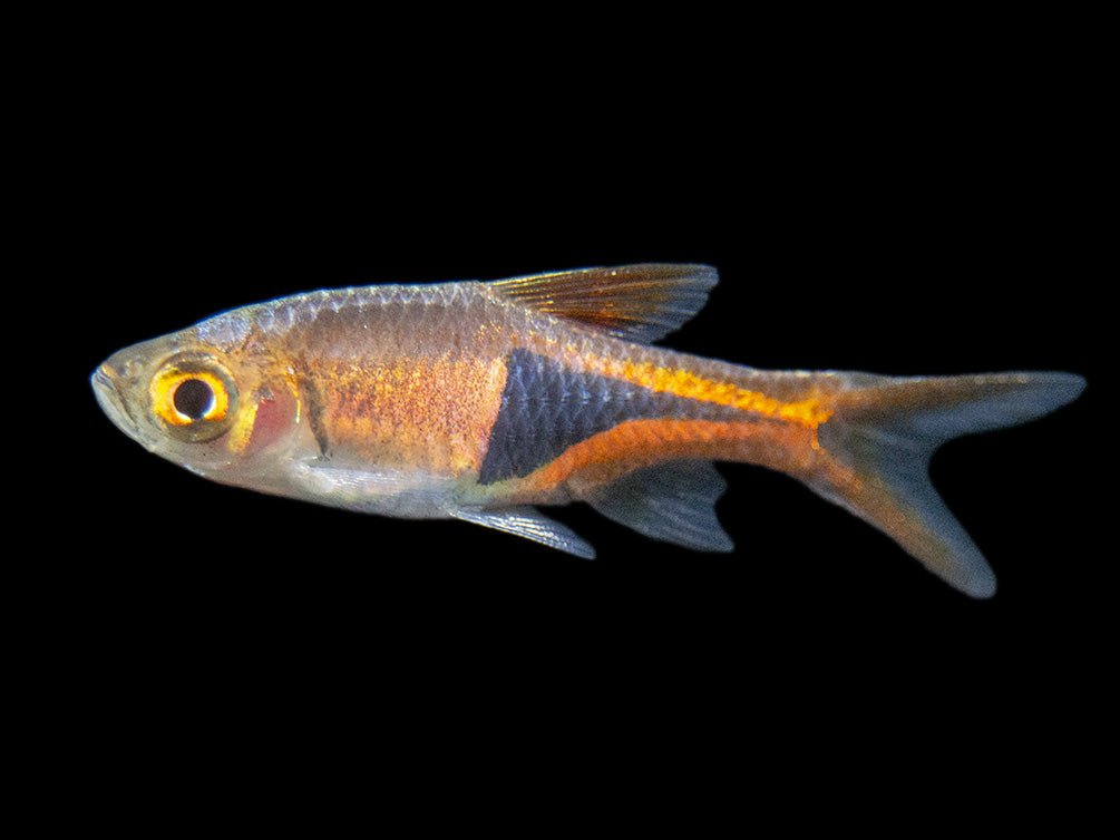Harlequin Rasbora (Trigonostigma heteromorpha) - Aquatic Arts on sale ...