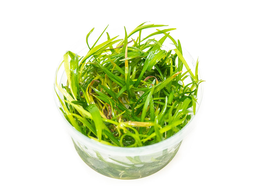 Pygmy Chain Sword (Helanthium tenellum) Tissue Culture - Aquatic Arts