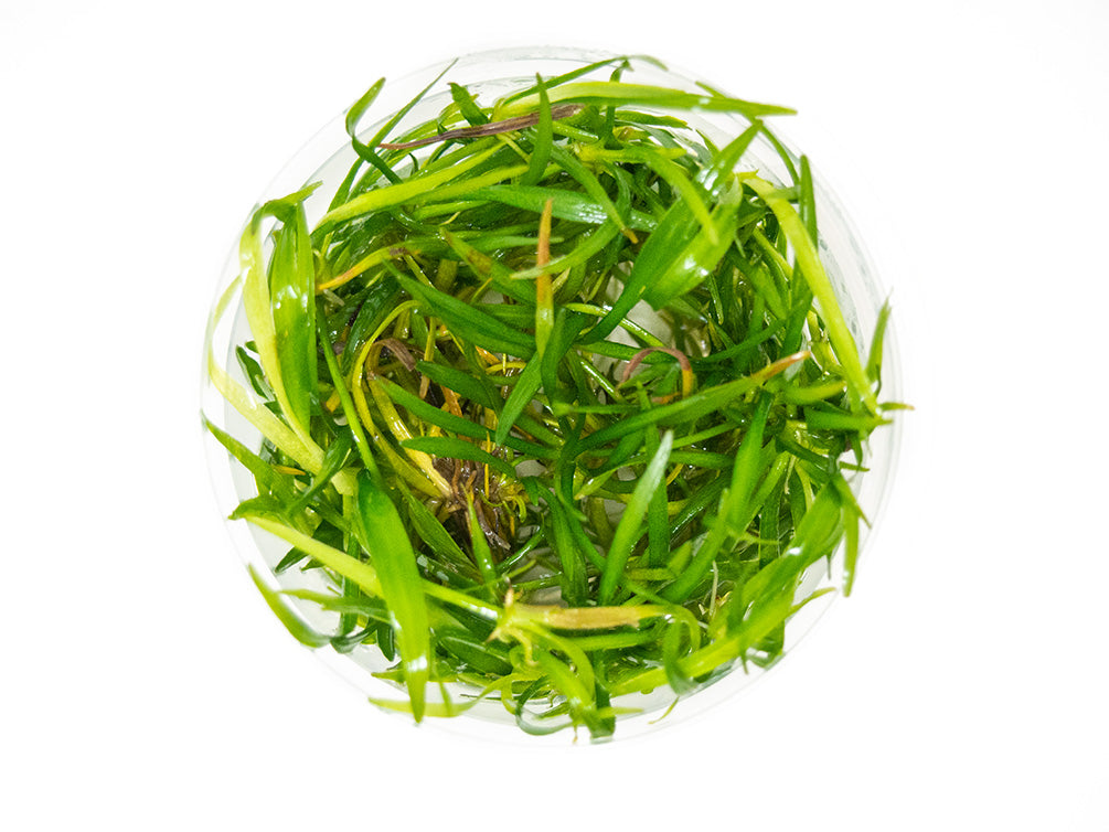 Pygmy Chain Sword (Helanthium tenellum) Tissue Culture - Aquatic Arts