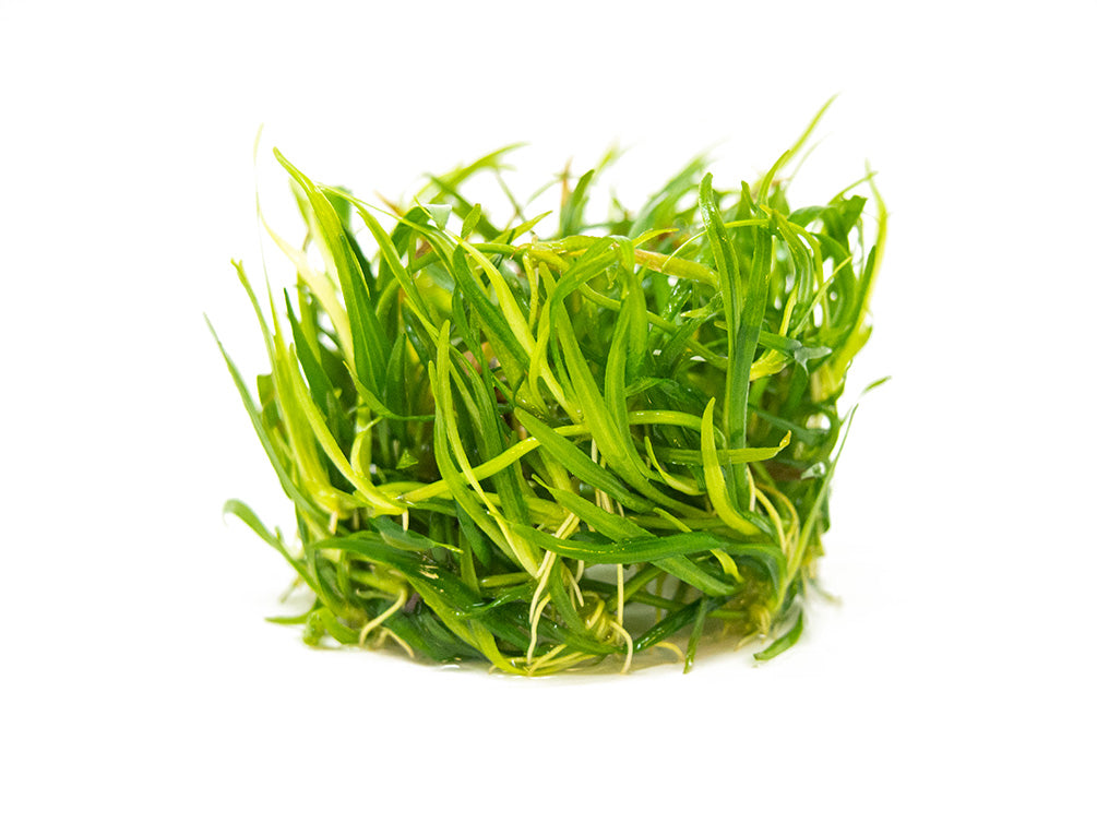Pygmy Chain Sword (Helanthium tenellum) Tissue Culture - Aquatic Arts