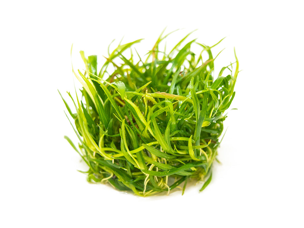 Pygmy Chain Sword (Helanthium tenellum) Tissue Culture - Aquatic Arts