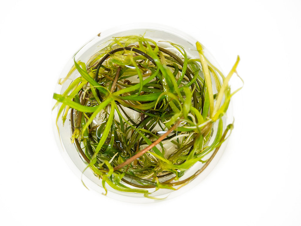 Corkscrew Chain Sword (H."Vesuvius") Tissue Culture - Aquatic Arts