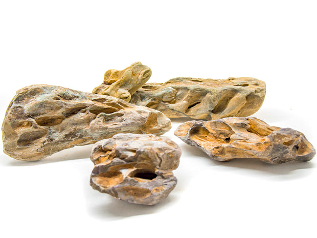 NATURAL Rainbow Moon Lace Rock AKA Holey Lace Rock - Aquatic Arts