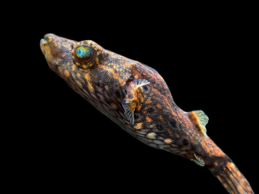 Humpback Dragon Puffer (Tetraodon palembangensis) - Aquatic Arts