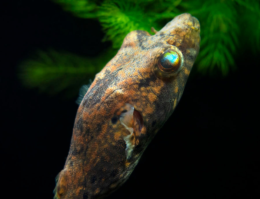 Humpback Dragon Puffer (Tetraodon palembangensis) - Aquatic Arts