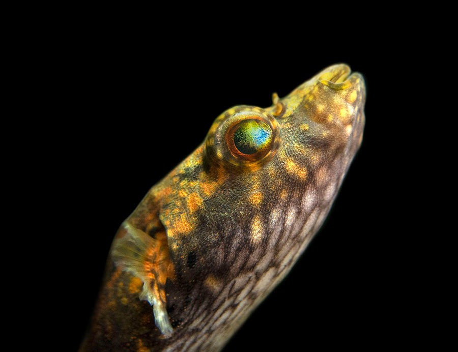 Humpback Dragon Puffer (Tetraodon palembangensis) - Aquatic Arts