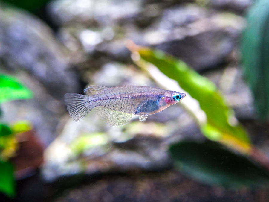 Indian Ricefish (Oryzias dancena), TANK-RAISED! - Aquatic Arts