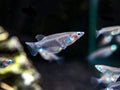 Indian Ricefish (Oryzias dancena), TANK-RAISED! - Aquatic Arts