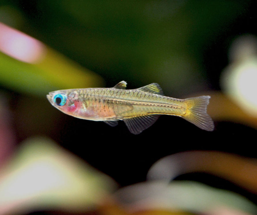 Ivantsoff Blue Eye Rainbowfish (Pseudomugil ivantsoffi) - Aquatic Arts