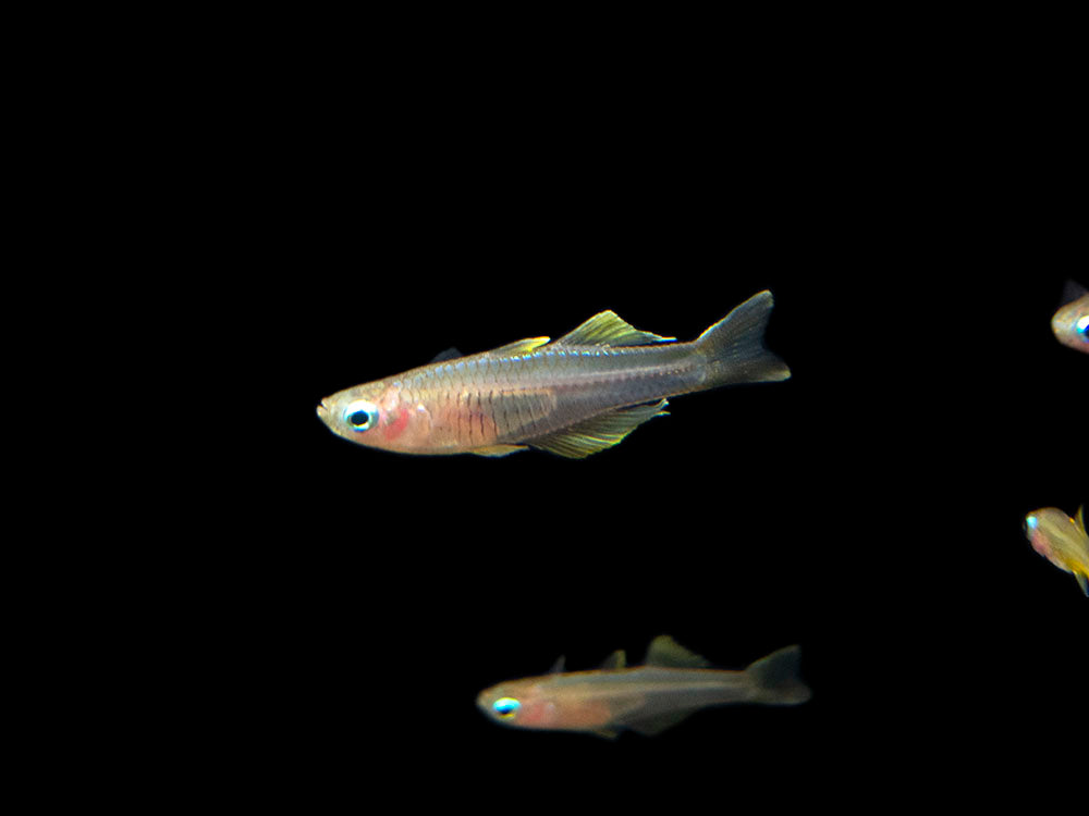 Ivantsoff Blue Eye Rainbowfish (Pseudomugil ivantsoffi) - Aquatic Arts