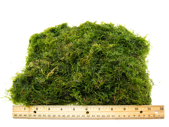 DELUXE Java Moss (Vesicularia dubyana), Loose Portion - Aquatic Arts