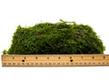 DELUXE Java Moss (Vesicularia dubyana), Loose Portion - Aquatic Arts