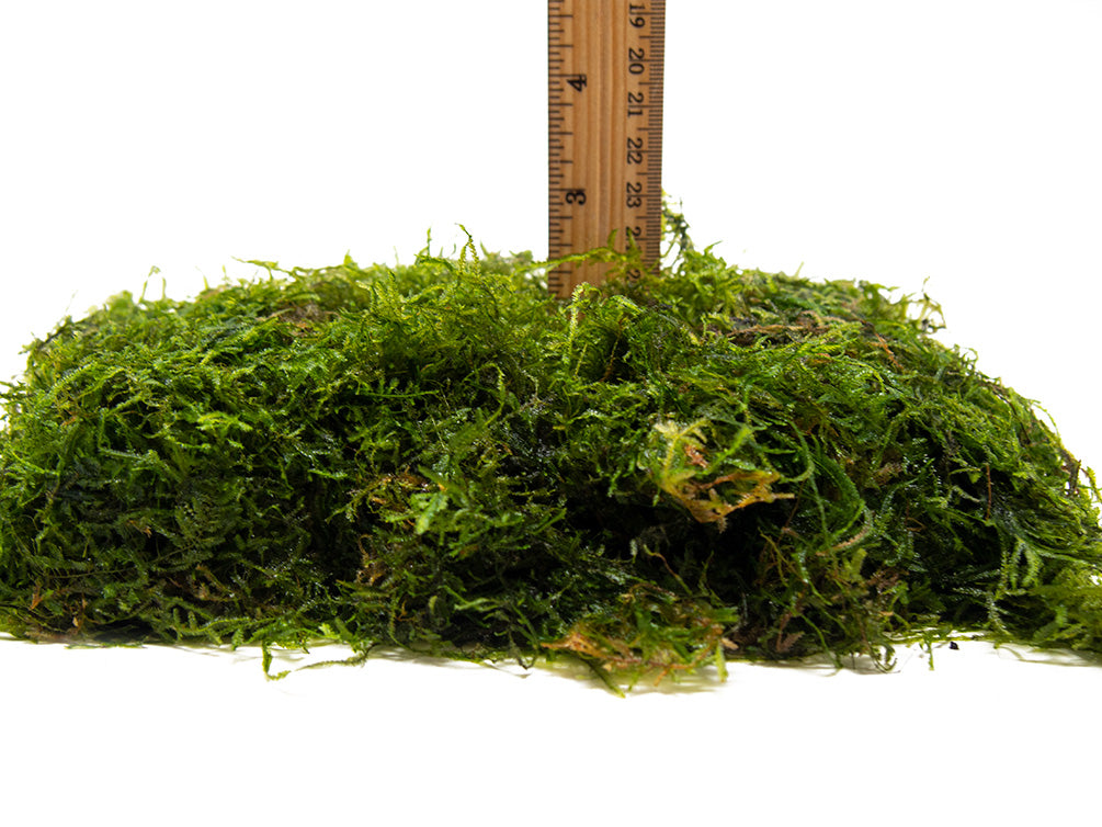 DELUXE Java Moss (Vesicularia dubyana), Loose Portion - Aquatic Arts