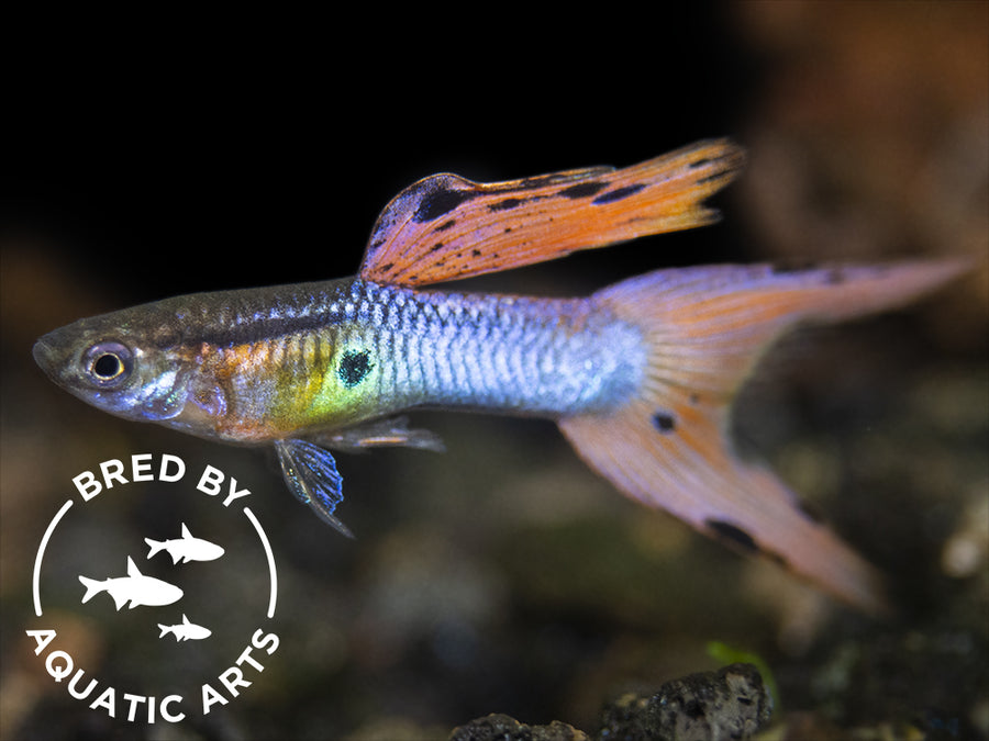 Order Nano Fish Online | Next-Day US Delivery | Live Arrival Guarantee ...