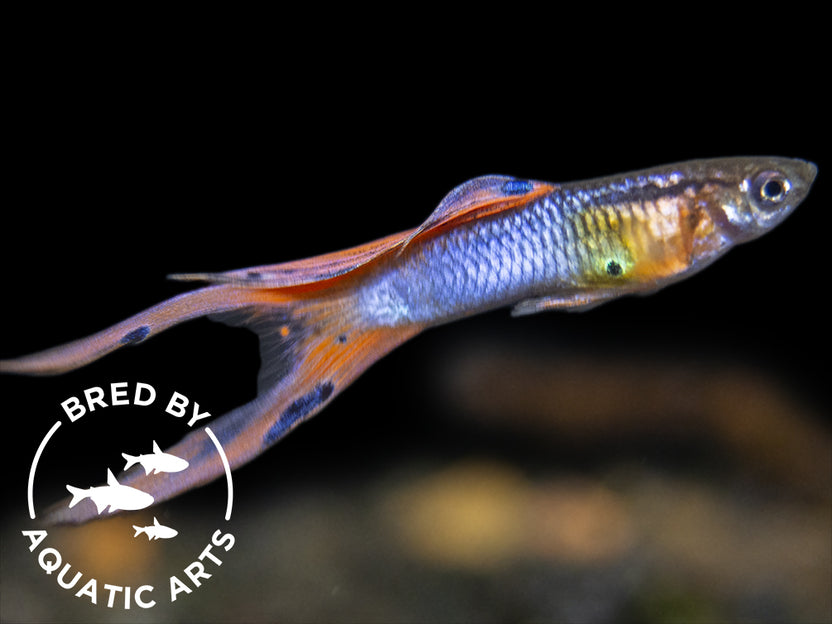 Order Nano Fish Online | Next-Day US Delivery | Live Arrival Guarantee ...