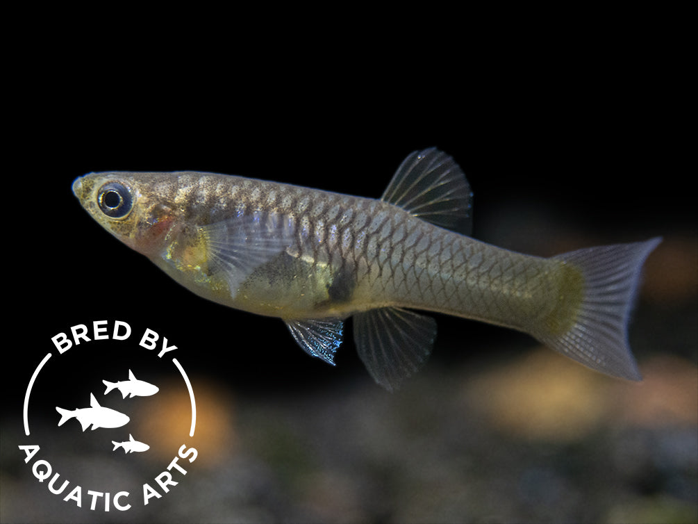 Locally-Bred Fish – Aquatic Arts