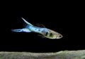 Japan Blue Endler (Type II), Males/Females (P. wingei) - Aquatic Arts