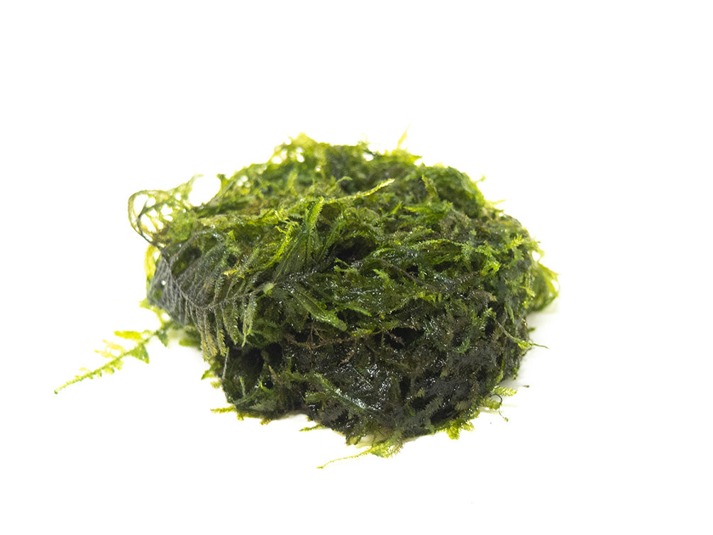 DELUXE Java Moss (Vesicularia dubyana), Loose Portion - Aquatic Arts