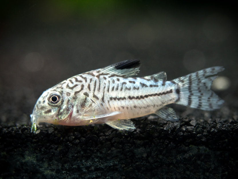 True Juli's Cory Catfish (Corydoras julii), Tank-Bred - Aquatic Arts