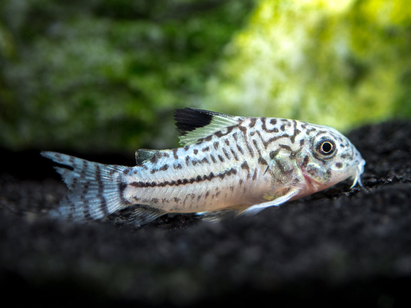 True Juli's Cory Catfish (Corydoras julii), Tank-Bred - Aquatic Arts
