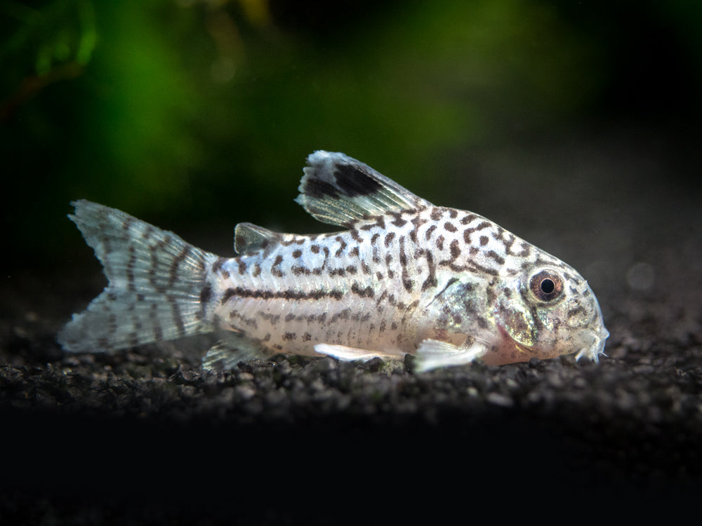 True Juli's Cory Catfish (Corydoras julii), Tank-Bred - Aquatic Arts