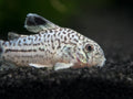 True Juli's Cory Catfish (Corydoras julii), Tank-Bred - Aquatic Arts
