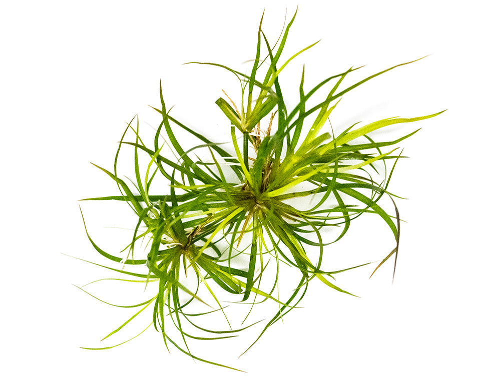 Lesser Creeping Rush (Juncus repens), clump - Aquatic Arts